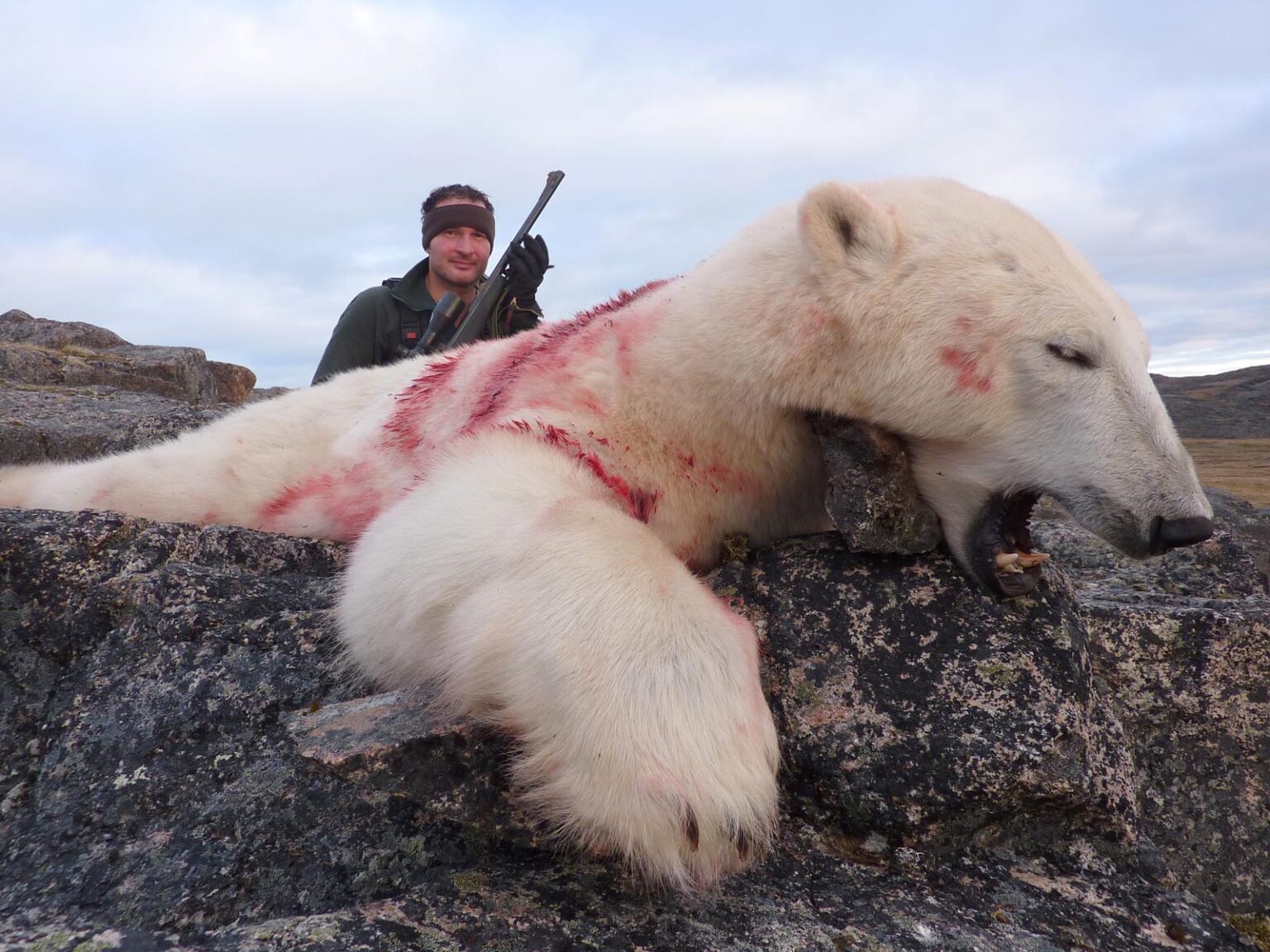 Polar Bear Hunting: Understanding Traditions, Laws, and Conservation