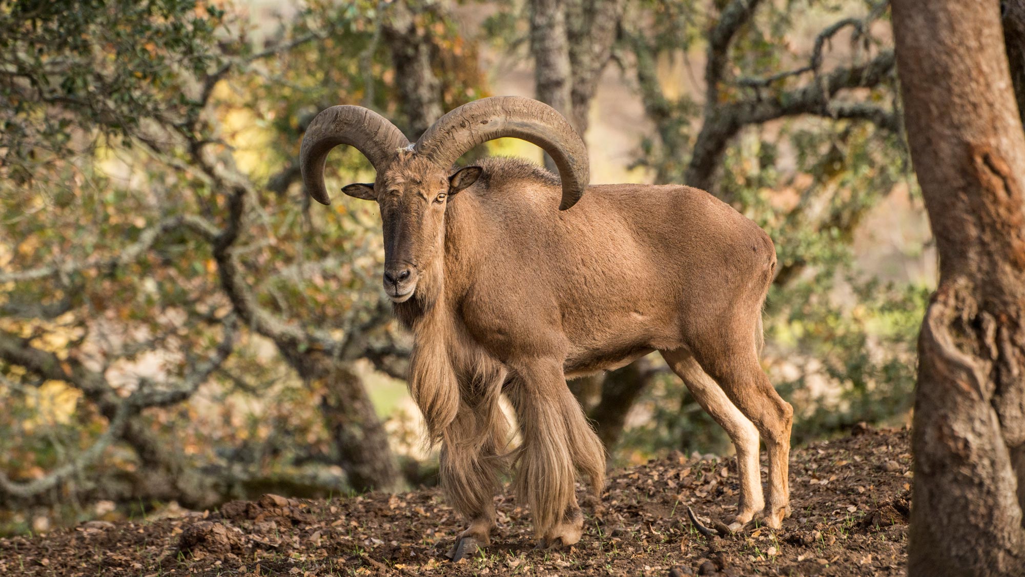 West Texas Aoudad Hunts – Barbary Sheep Hunting Guide | Hunt Nation