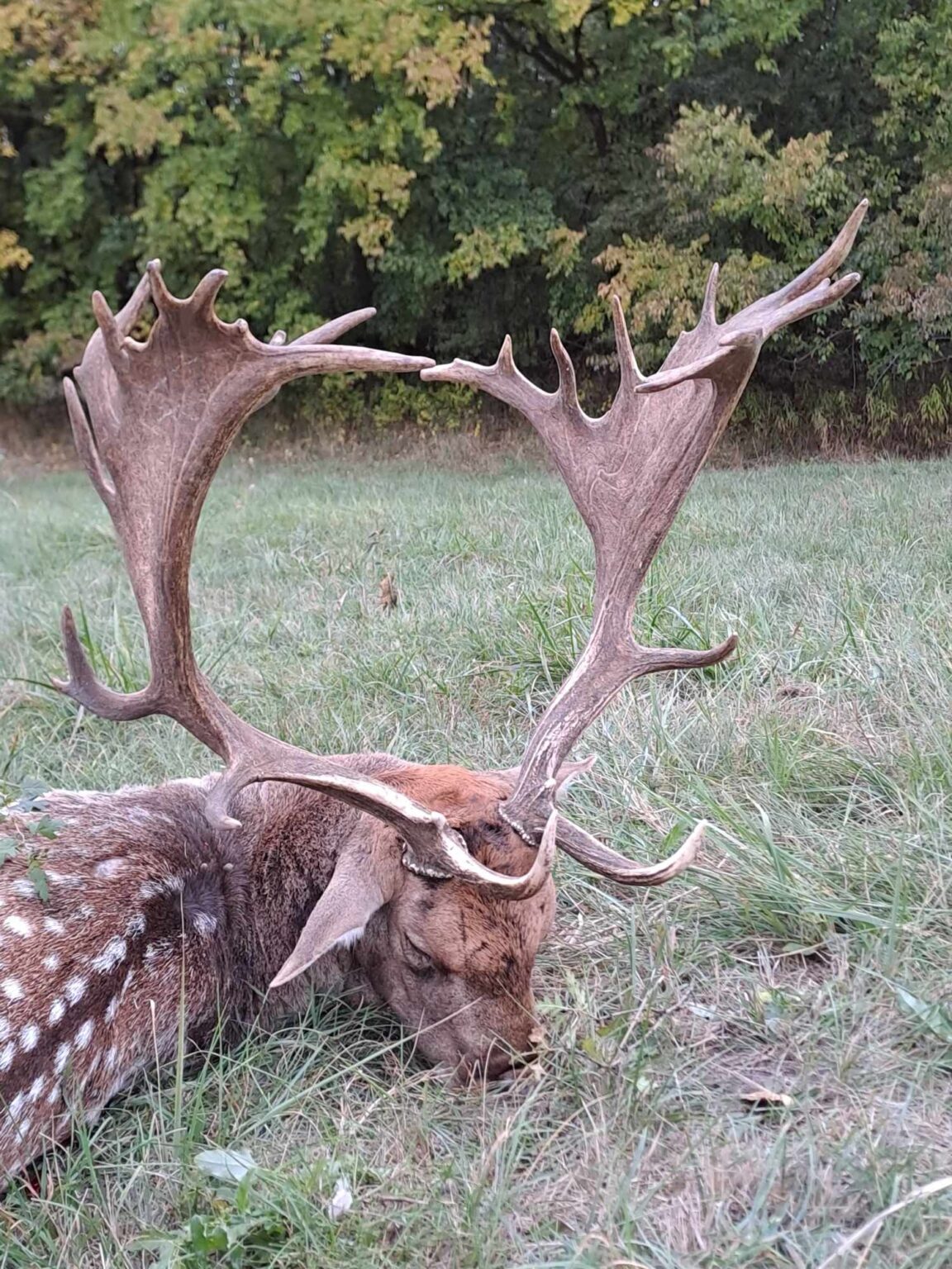 Hungary Red Stag, Fallow Deer, Mouflon & More #373 - Hunt-Nation